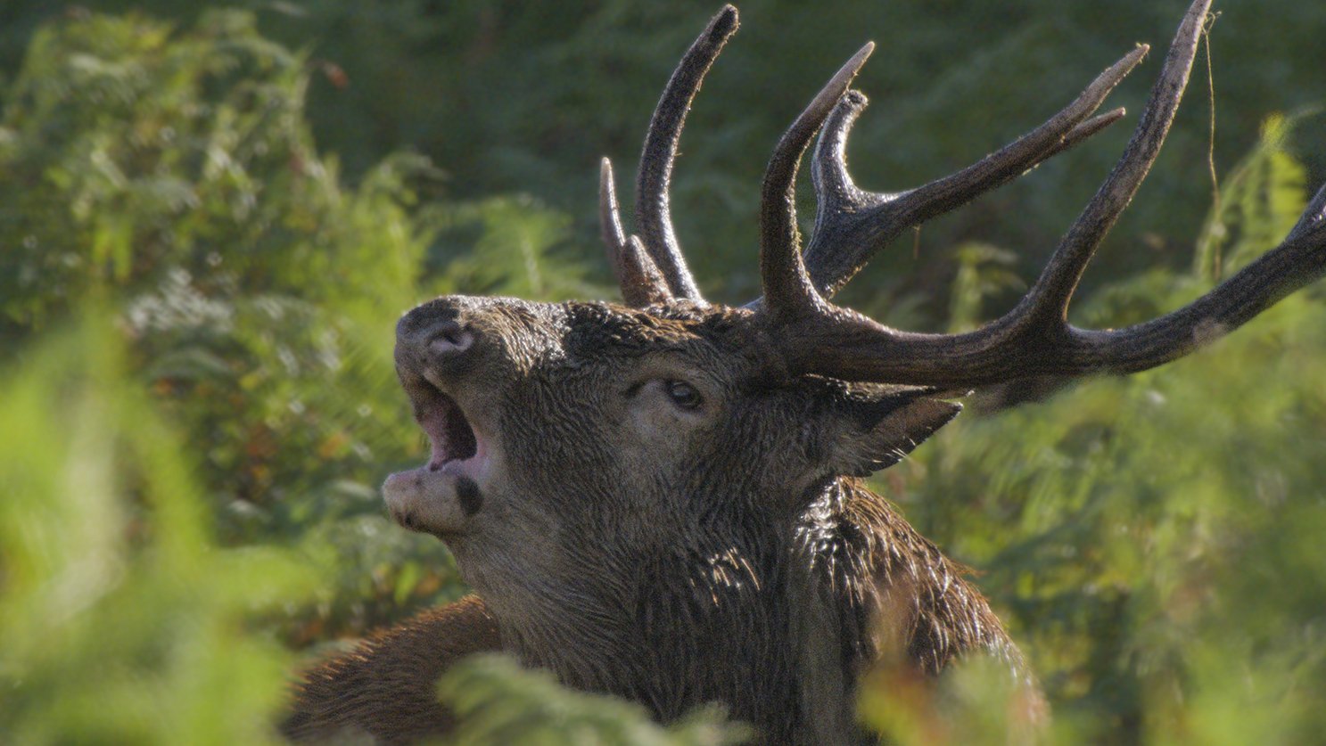 Onze Natuur, De Film - live in Concert - Koningin Elisabethzaal ...